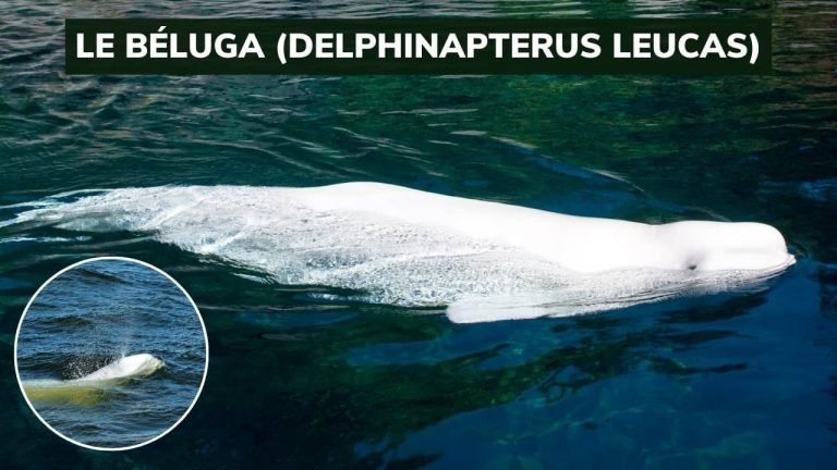 Découvrir 12 Animaux Du Québec : Nature Sauvage Fascinante