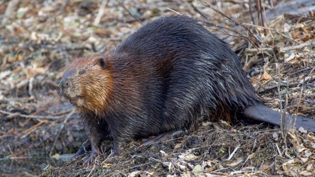Découvrir 12 Animaux Du Québec : Nature Sauvage Fascinante
